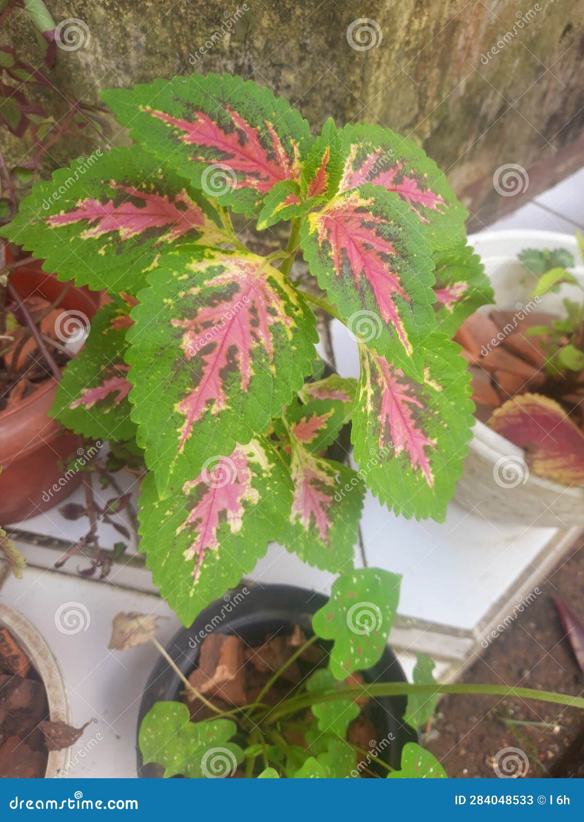 Beautiful Flowers with Unique Color Combinations Stock Image - Image of ...