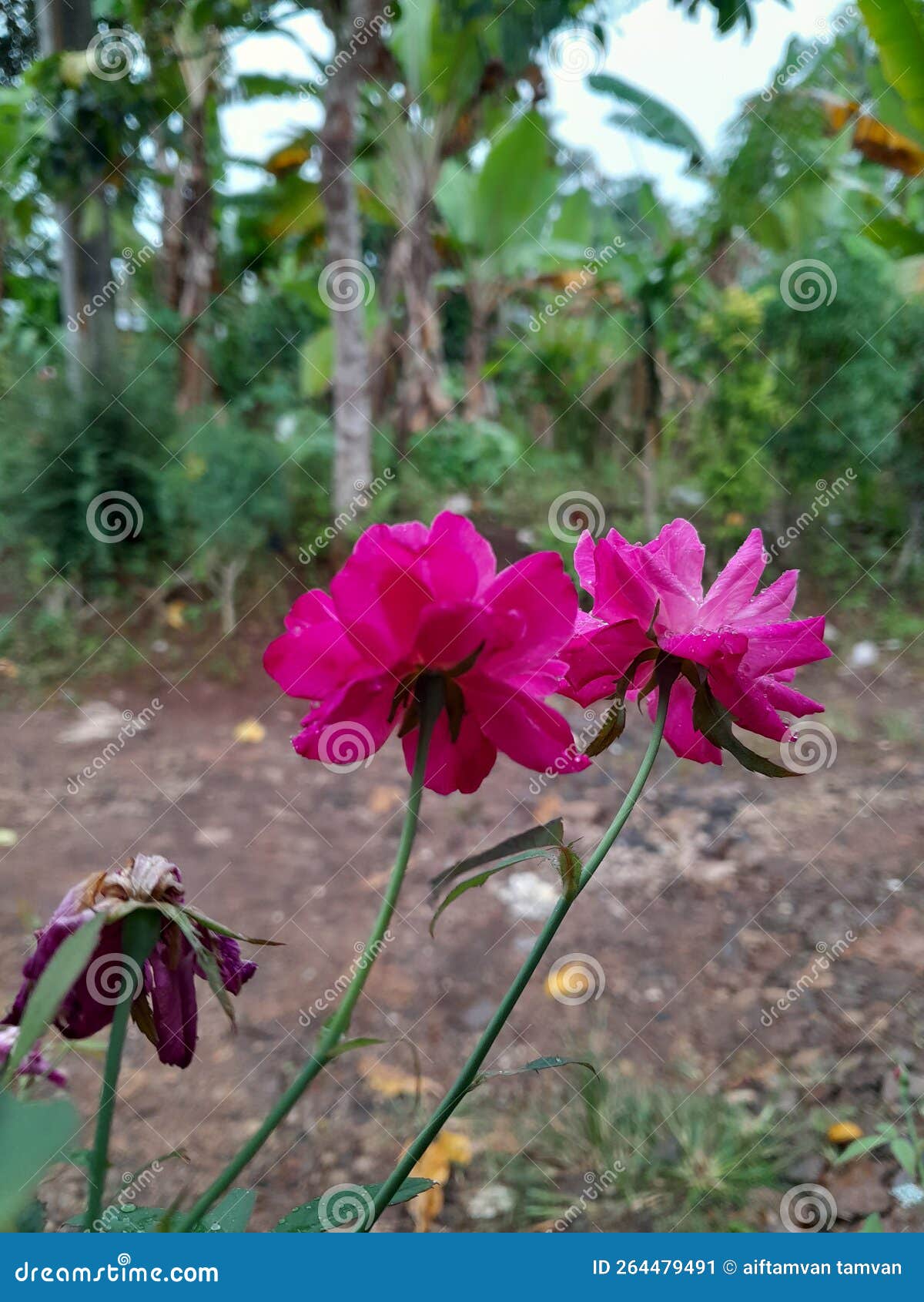 Beautiful Flowers in a Beautiful Village Stock Image - Image of leaf ...