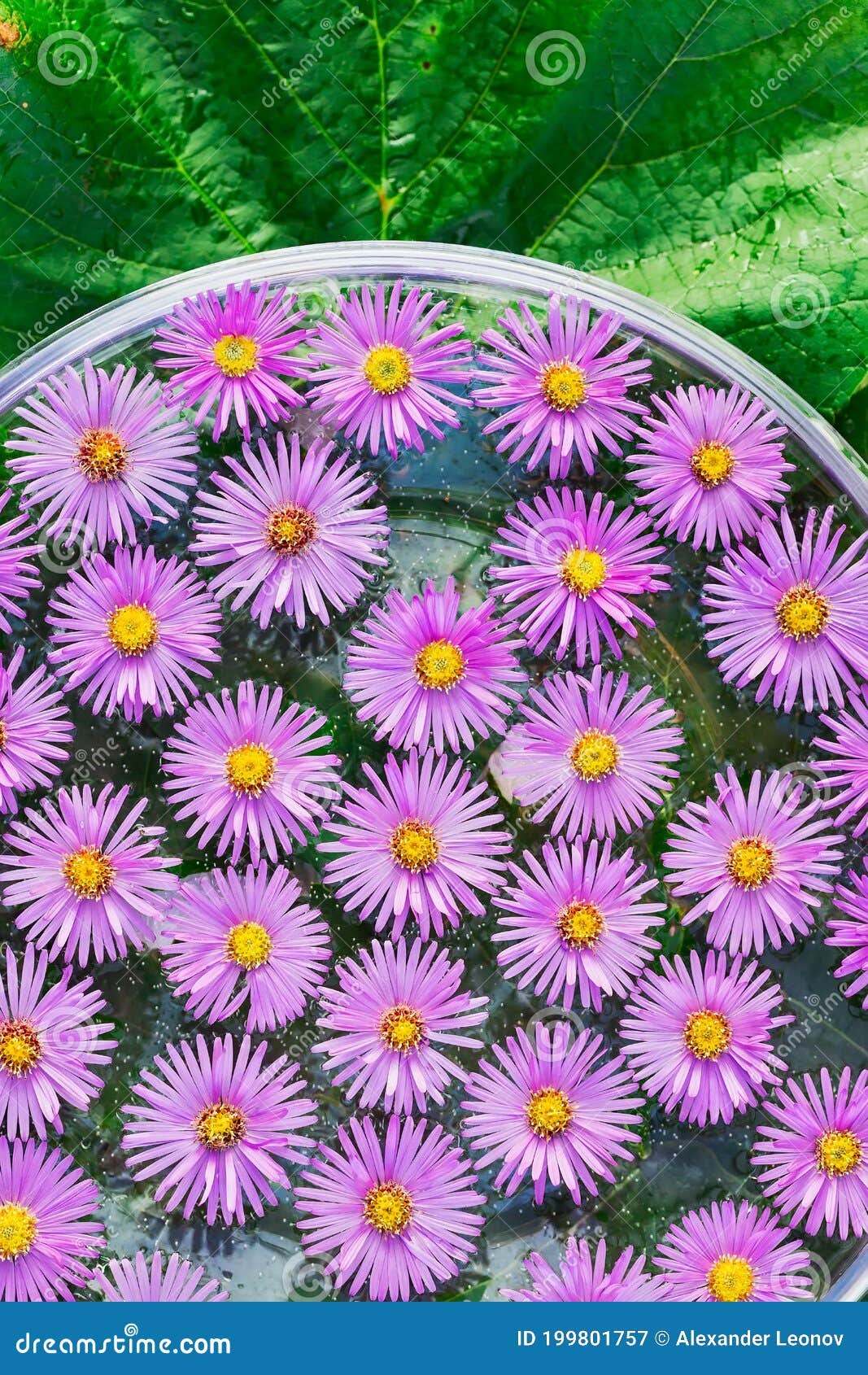 Beautiful Flowers in the Water Stock Image - Image of luxury ...