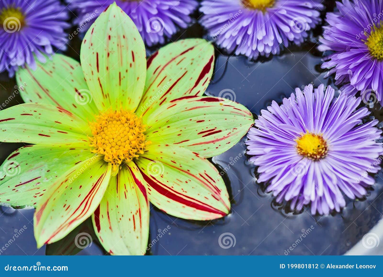 Beautiful Flowers in the Water Stock Photo - Image of seasonal, season ...