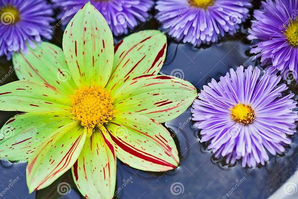 Beautiful Flowers in the Water Stock Photo - Image of seasonal, season ...