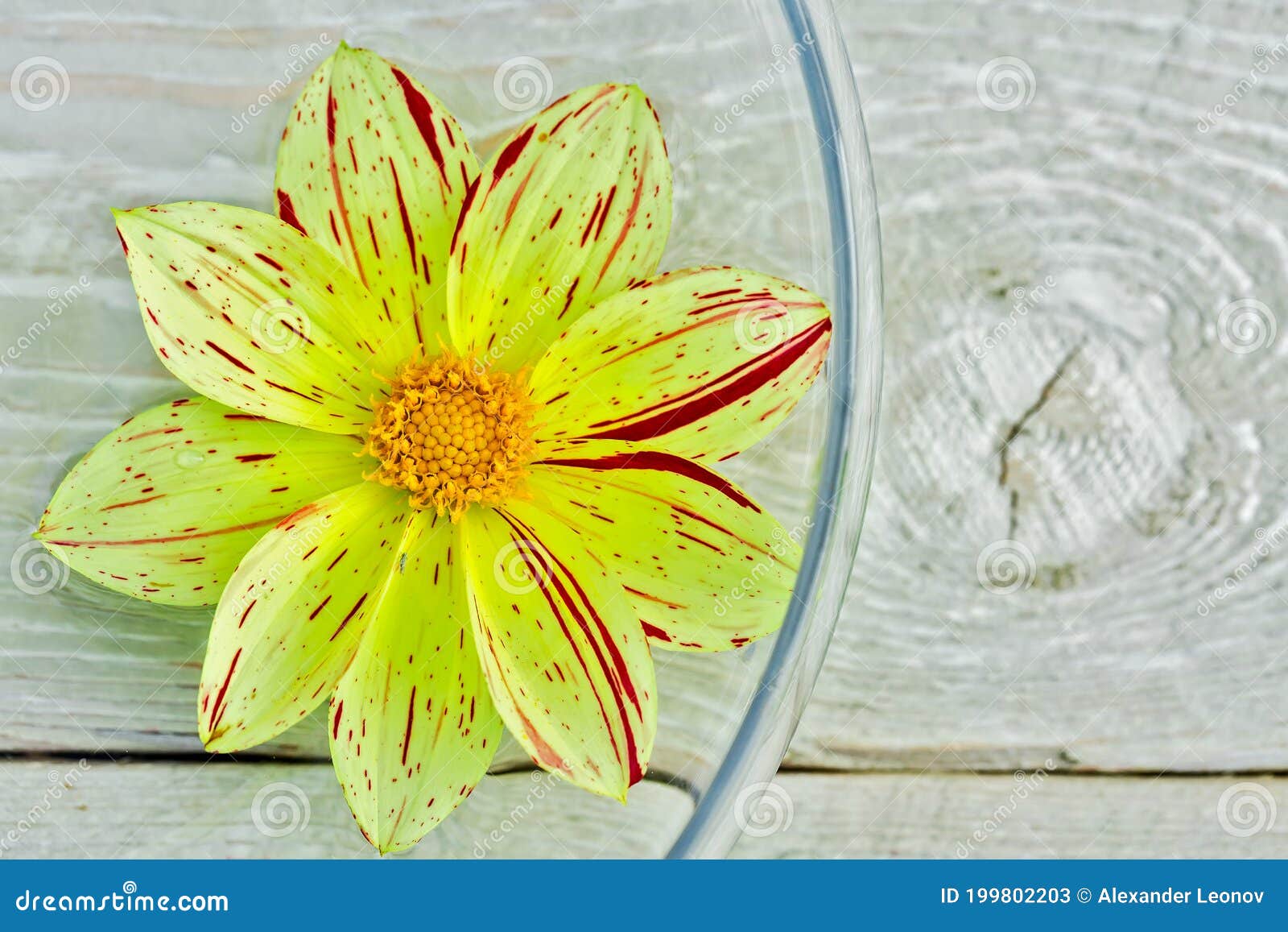 Beautiful Flowers in the Water Stock Image - Image of luxury, gorgeous ...