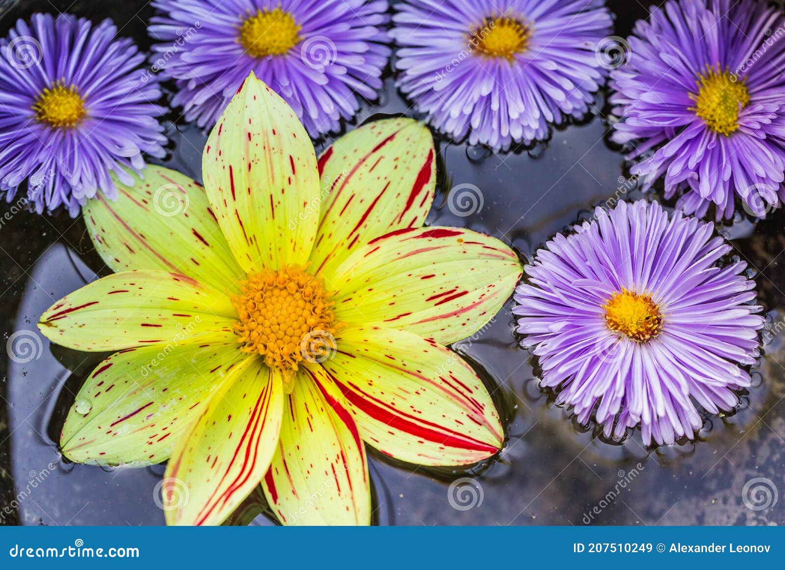 Beautiful Flowers in the Water Stock Image - Image of beauty, gorgeous ...