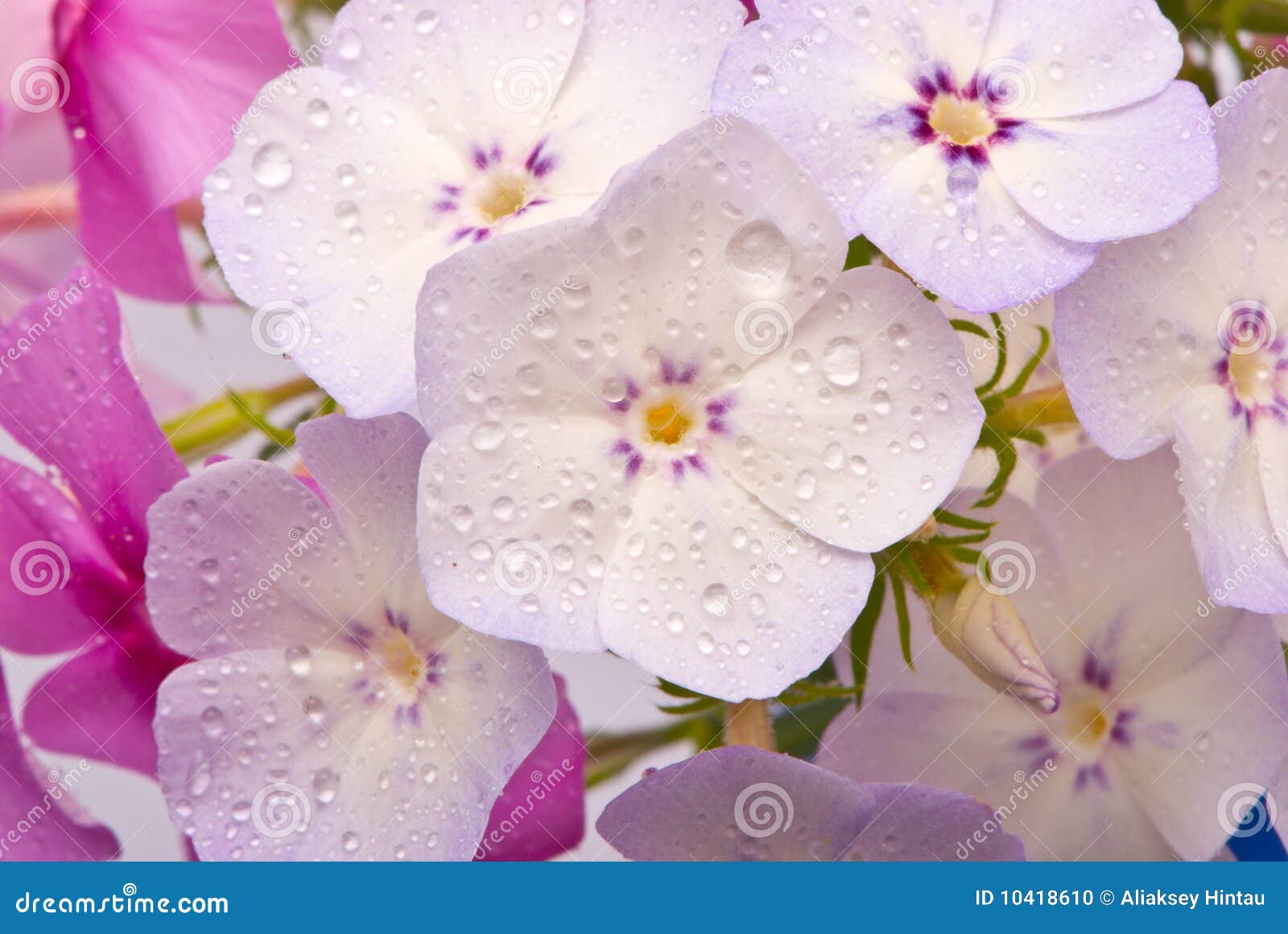 Beautiful Flowers with Water Drops Stock Photo - Image of pink, splash ...