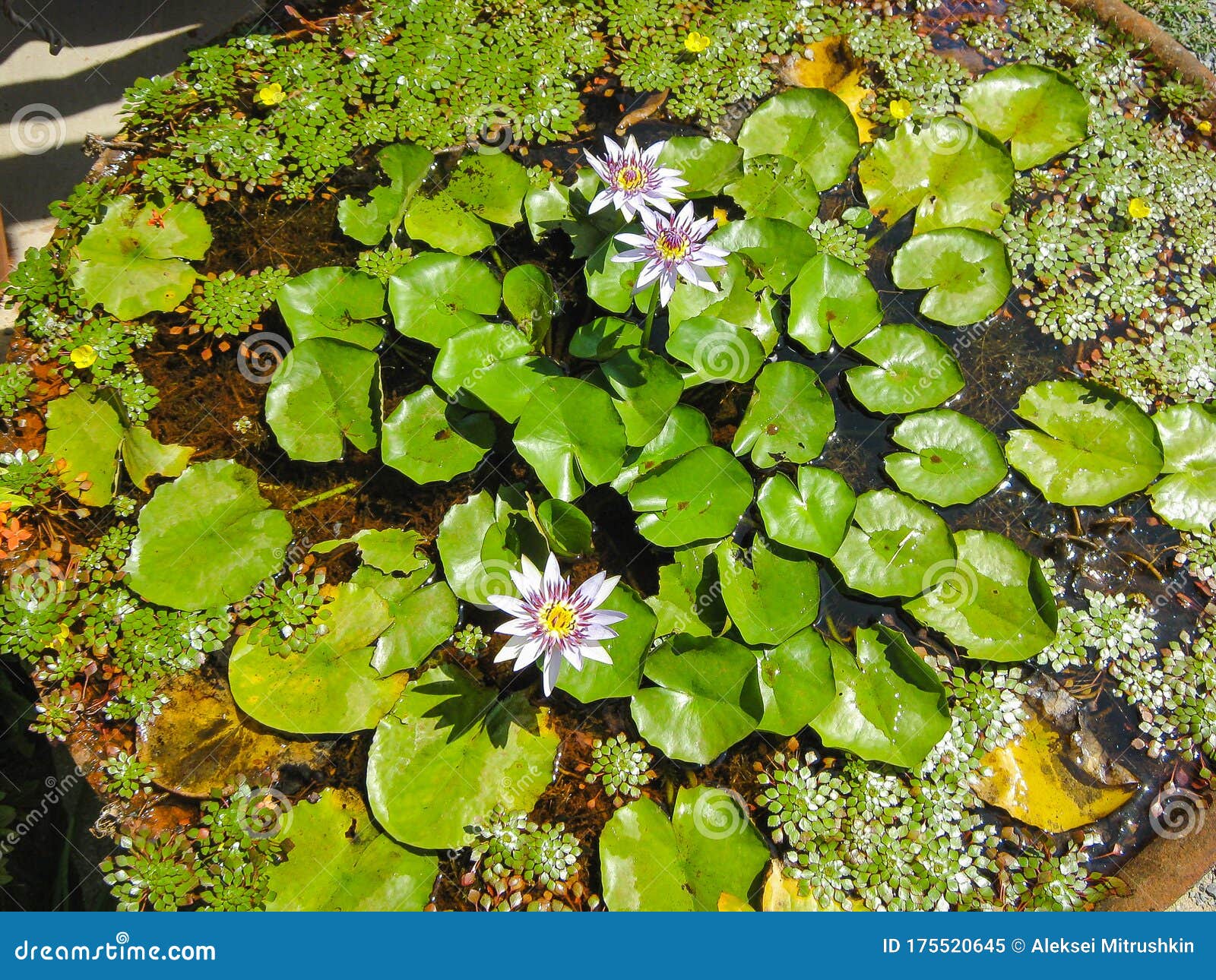 Beautiful Lilac, Lilac Flowers in a Water Pool Surrounded by Water ...