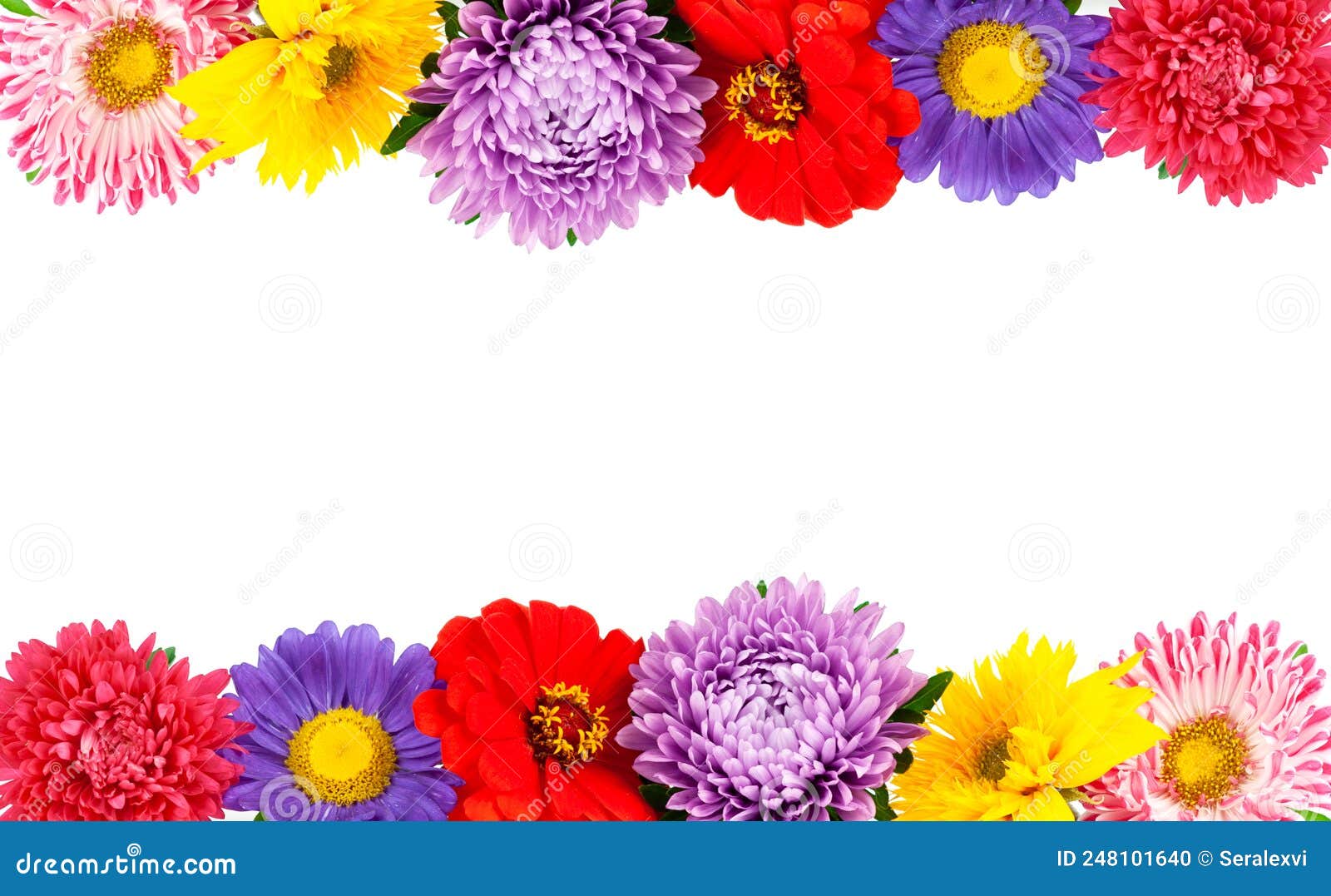 Beautiful Flowers on White Background. Nature Concept Stock Photo ...