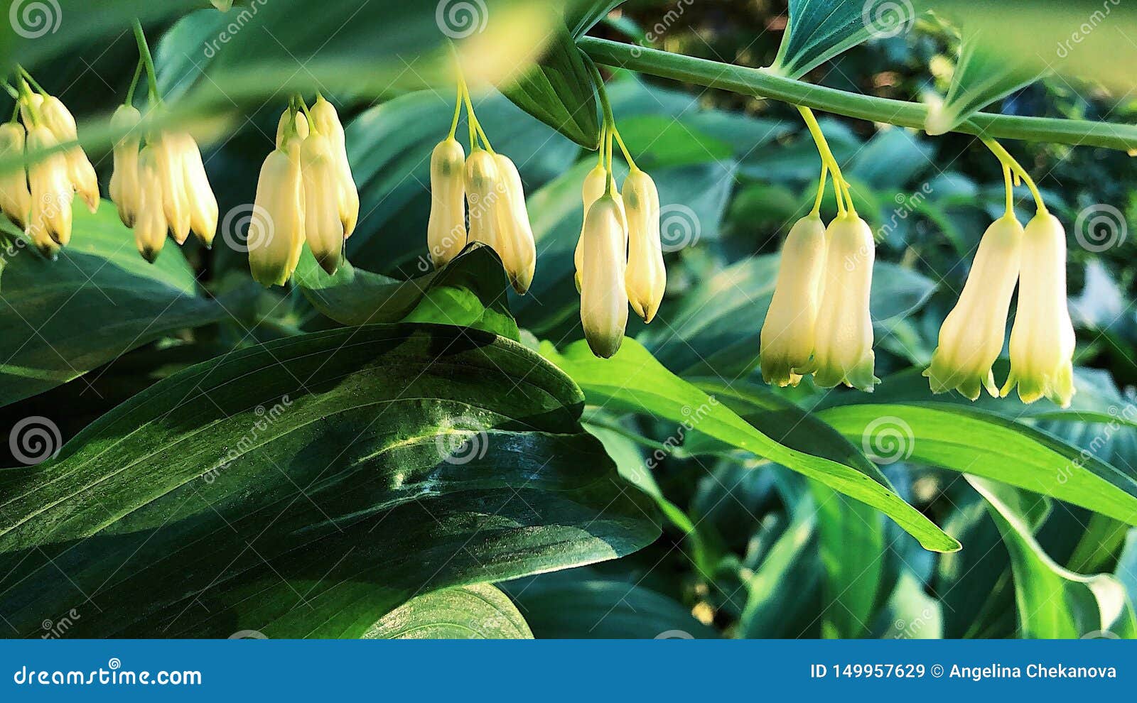 Beautiful Flowers White Bells in the Garden Stock Image - Image of ...