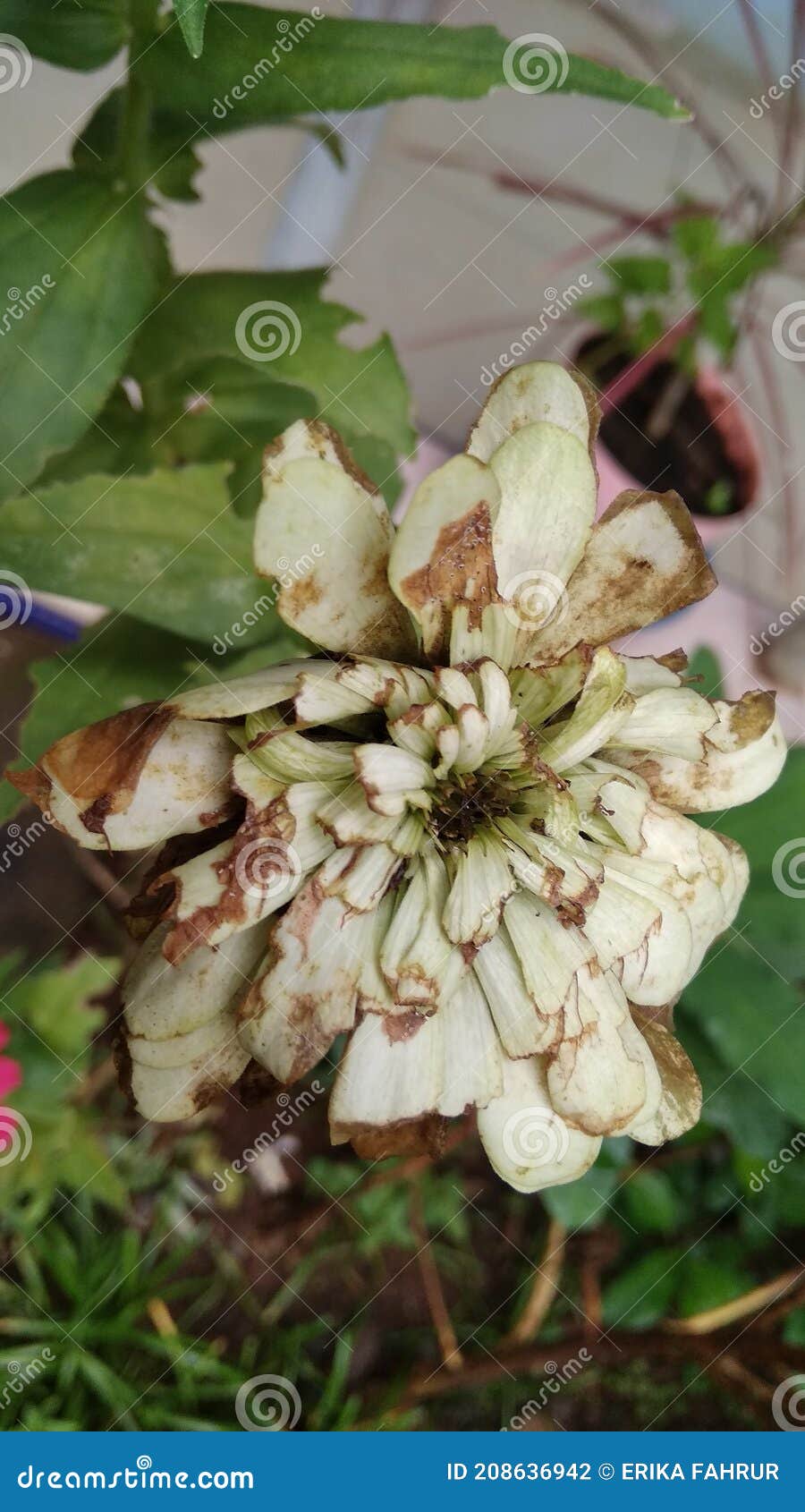 Beautiful Flowers are Withering Stock Photo - Image of produce, nature ...