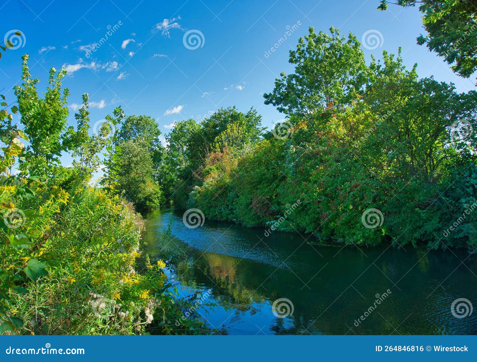 Beautiful Flowing River in a Lush Green Park Stock Photo - Image of ...