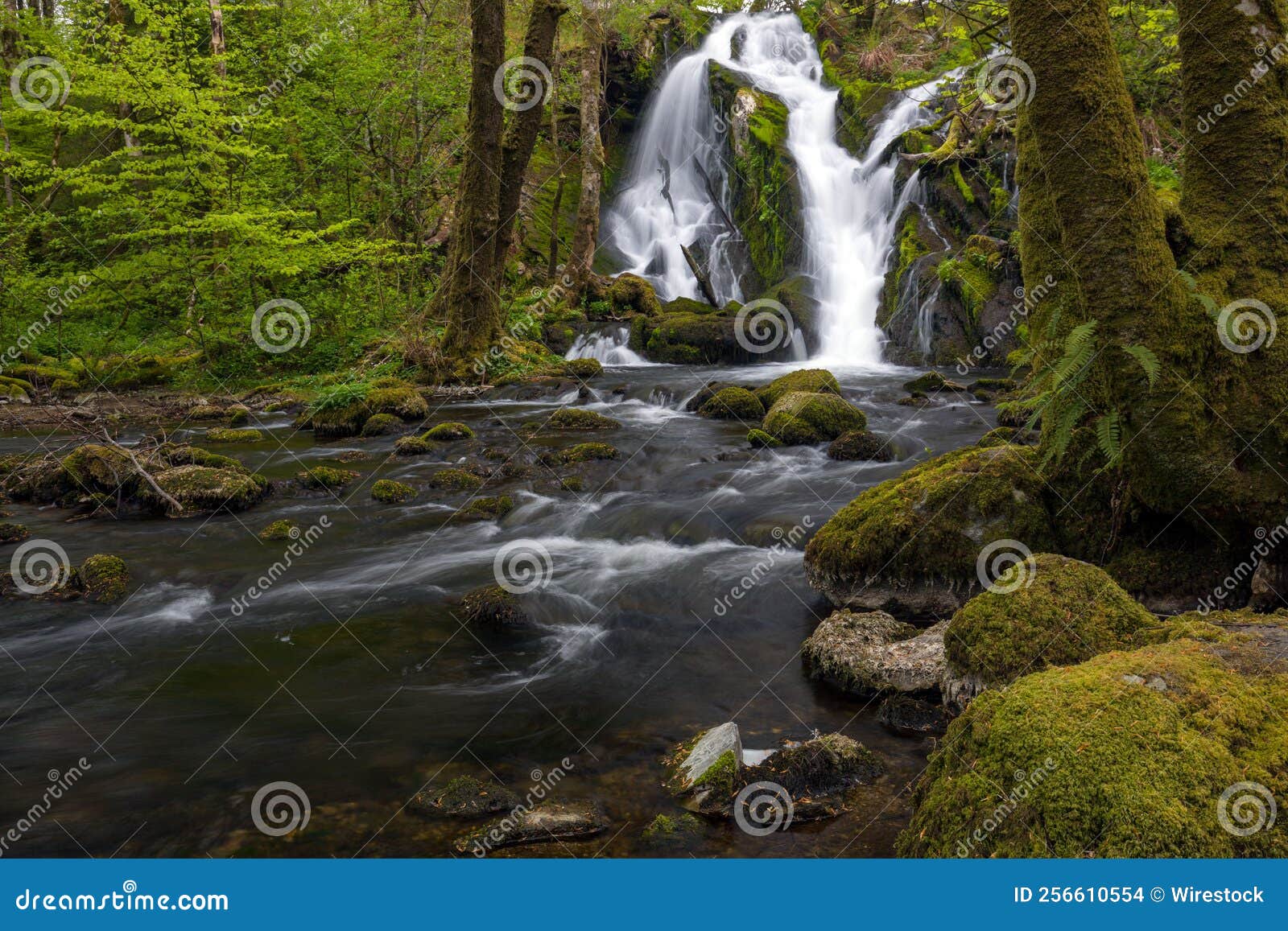 Beautiful Flowing Stream and Waterfall in a Mossy Forest Stock Photo ...