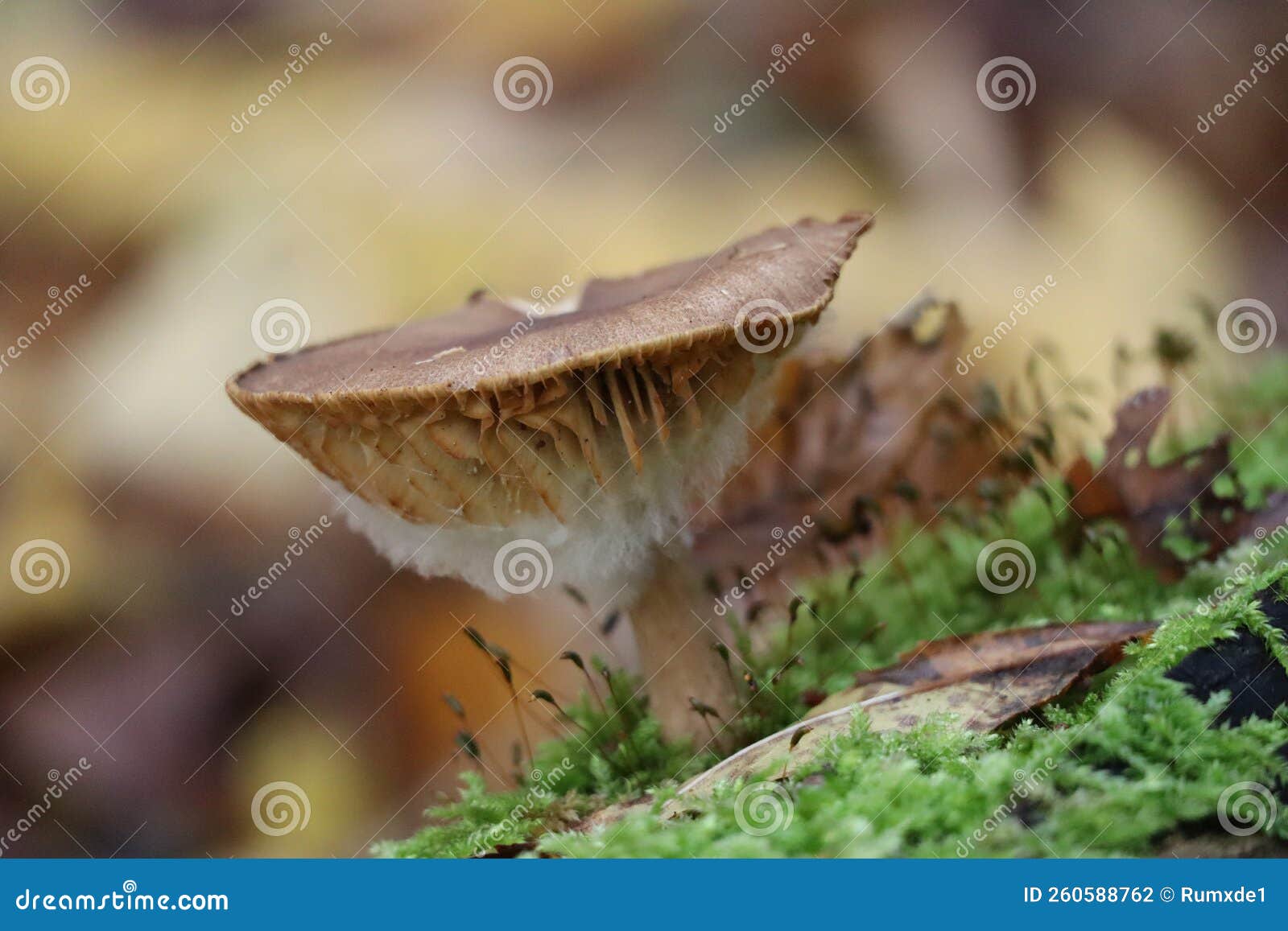 Fluff and Two Tiny Bugs on Mushroom Stock Photo - Image of forces ...