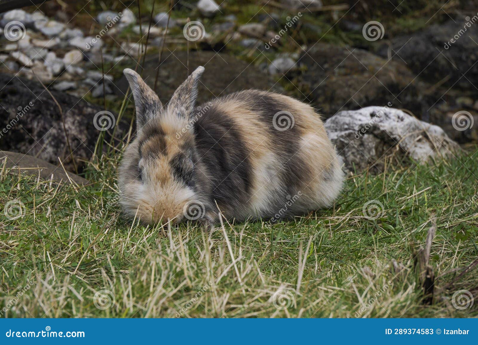 Beautiful Fluffy Angora Rabbit Sitting Outdoors in Summer Stock Image ...