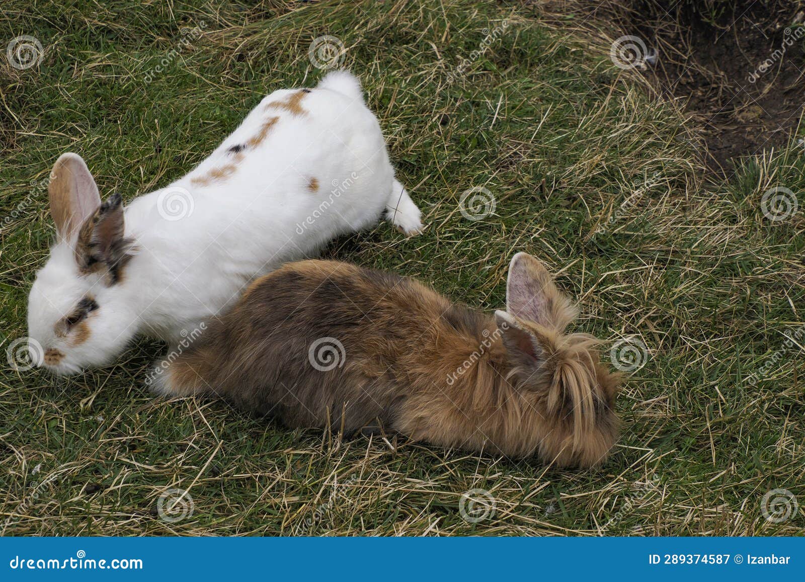 Beautiful Fluffy Angora Rabbit Sitting Outdoors in Summer Stock Image ...