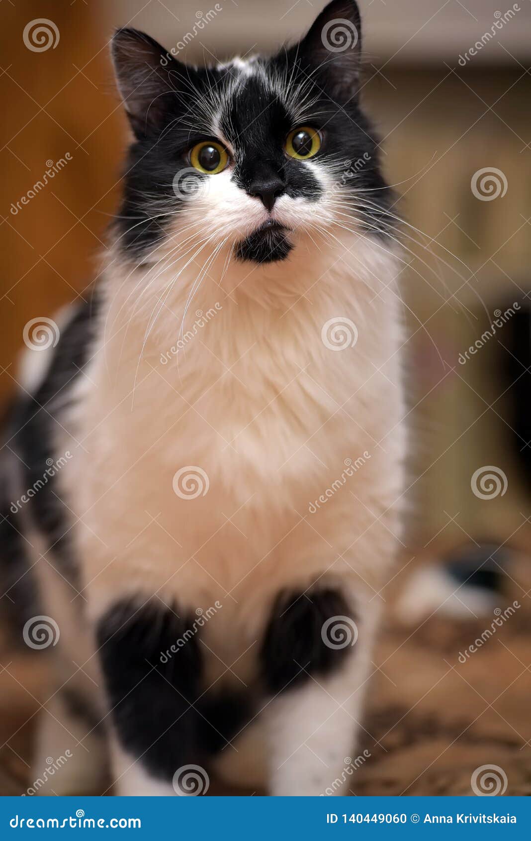 Beautiful Fluffy Black with White Cat Stock Photo - Image of angry ...
