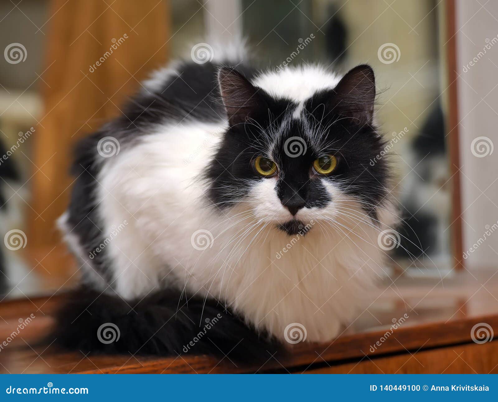Beautiful Fluffy Black with White Cat Stock Photo - Image of beautiful ...