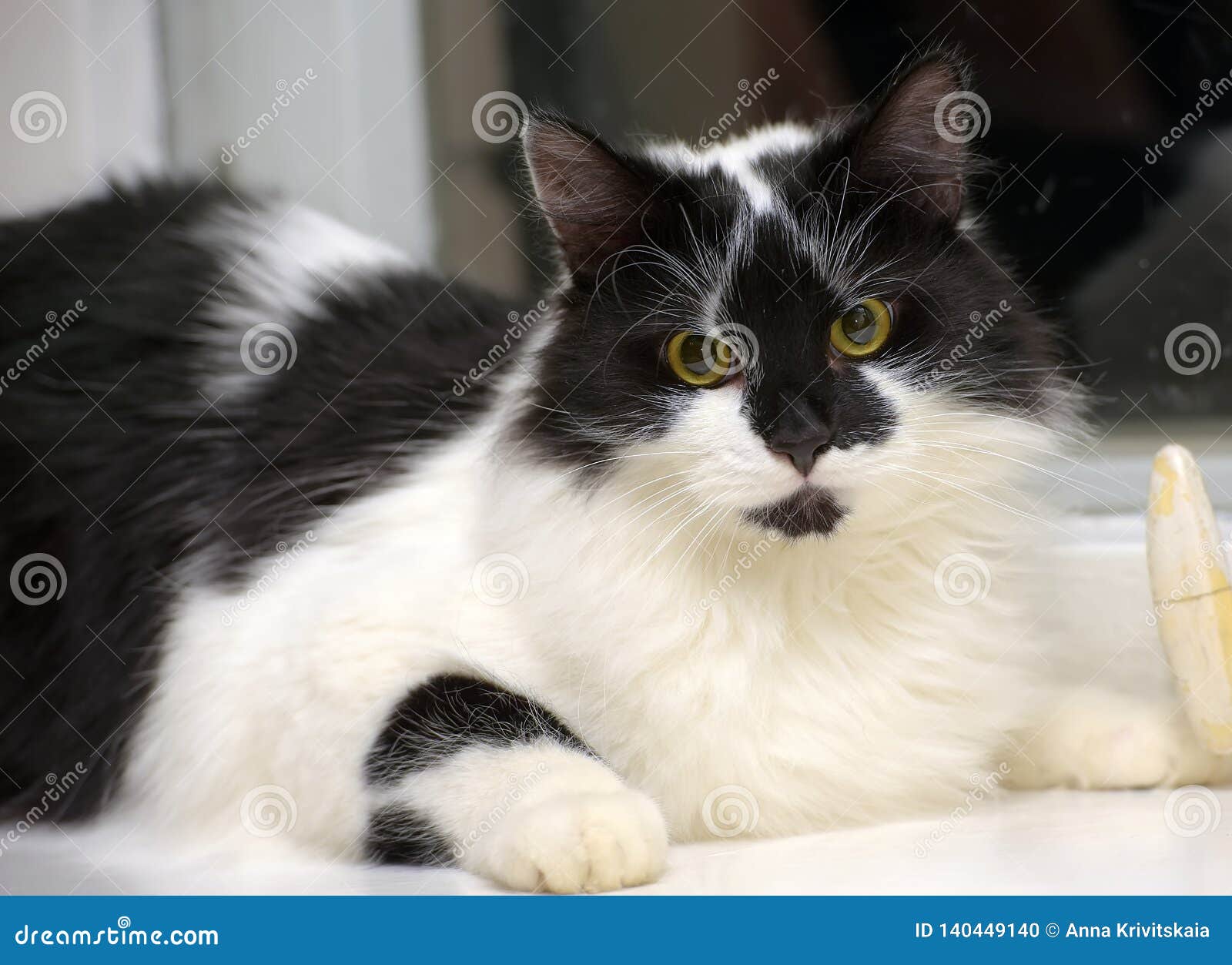 Beautiful Fluffy Black with White Cat Stock Photo - Image of angry ...