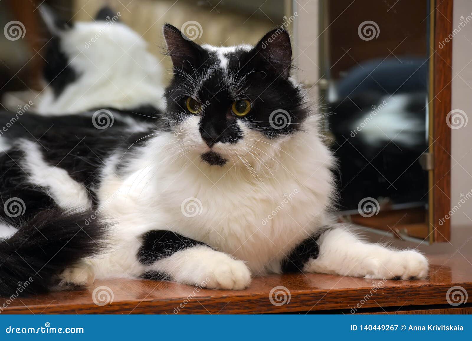 Beautiful Fluffy Black with White Cat Stock Image - Image of cheerful ...