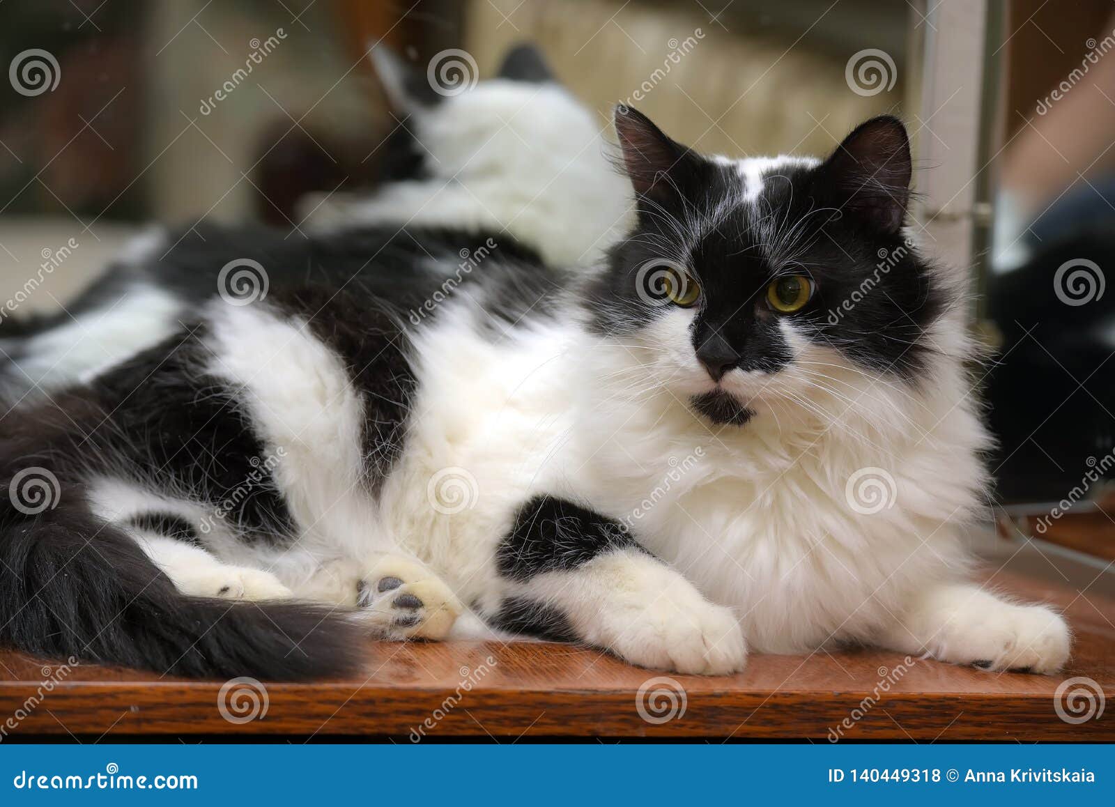 Beautiful Fluffy Black with White Cat Stock Photo - Image of angry ...