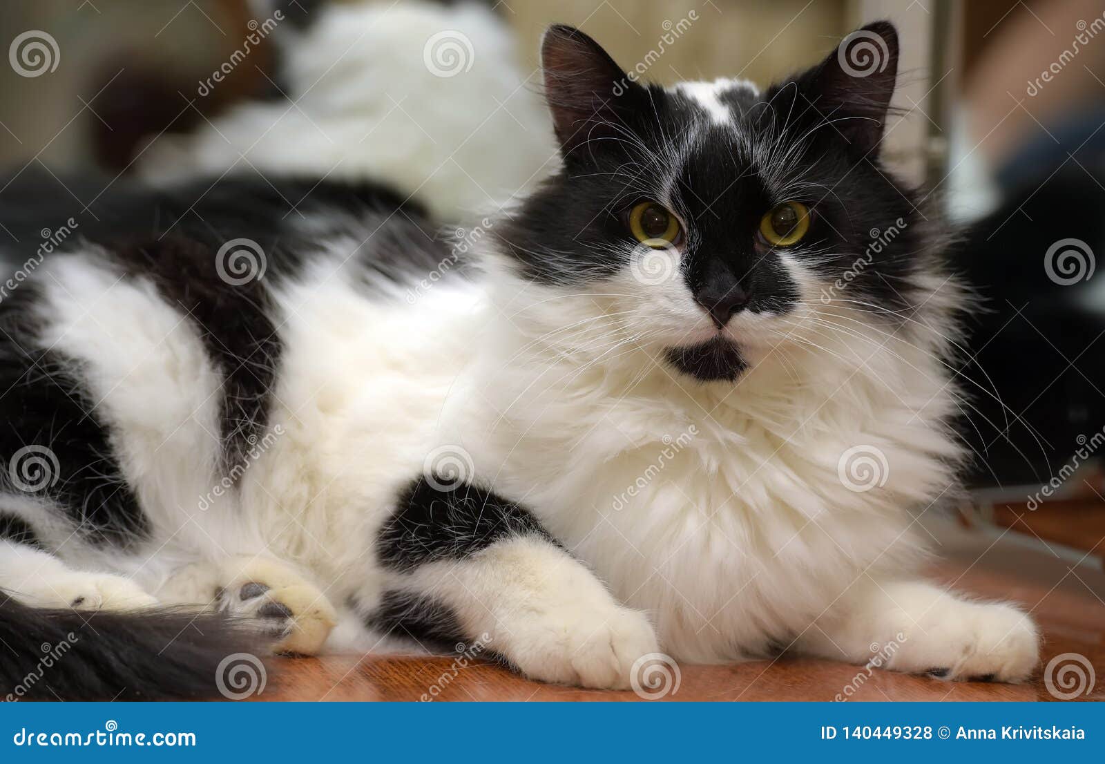 Beautiful Fluffy Black with White Cat Stock Photo - Image of cheerful ...