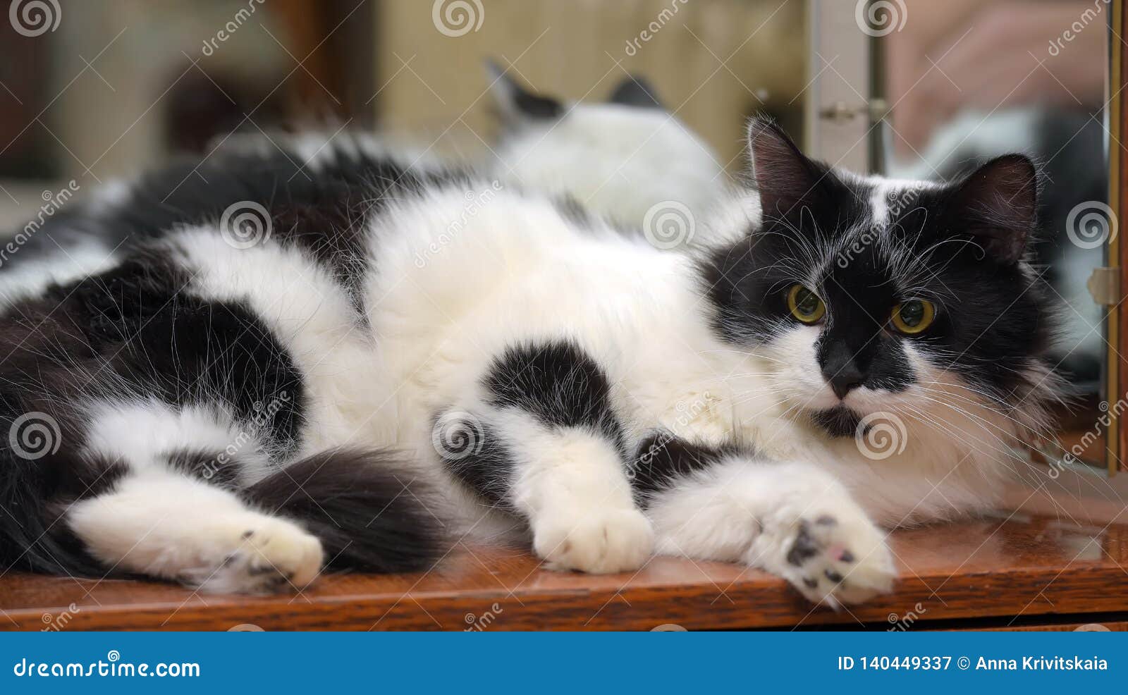 Beautiful Fluffy Black with White Cat Stock Image - Image of fluffy ...
