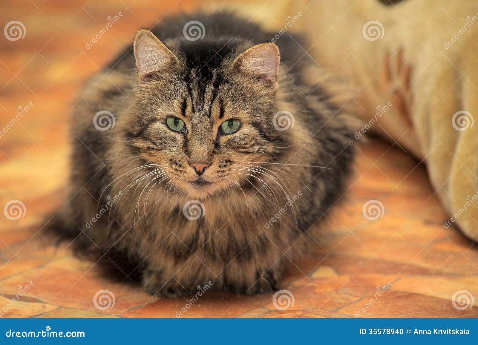 Beautiful fluffy brown cat stock photo. Image of eyes - 35578940