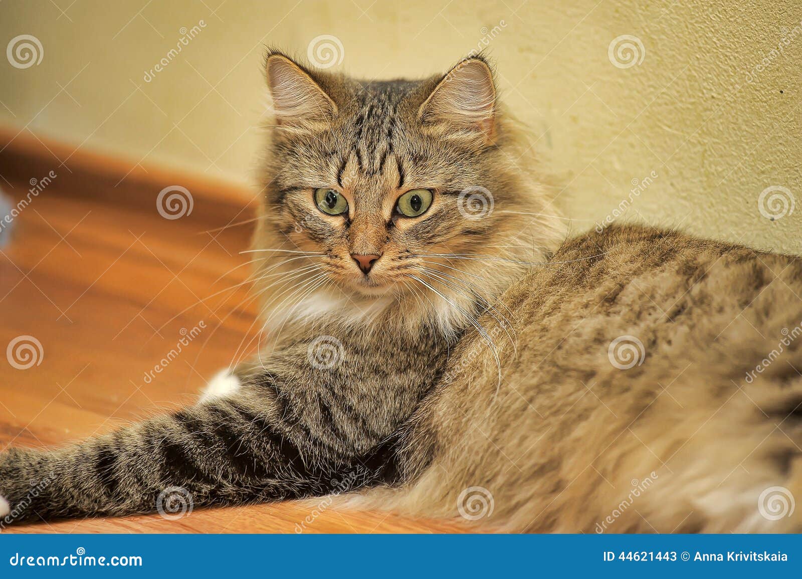 Beautiful fluffy brown cat stock image. Image of ears - 44621443
