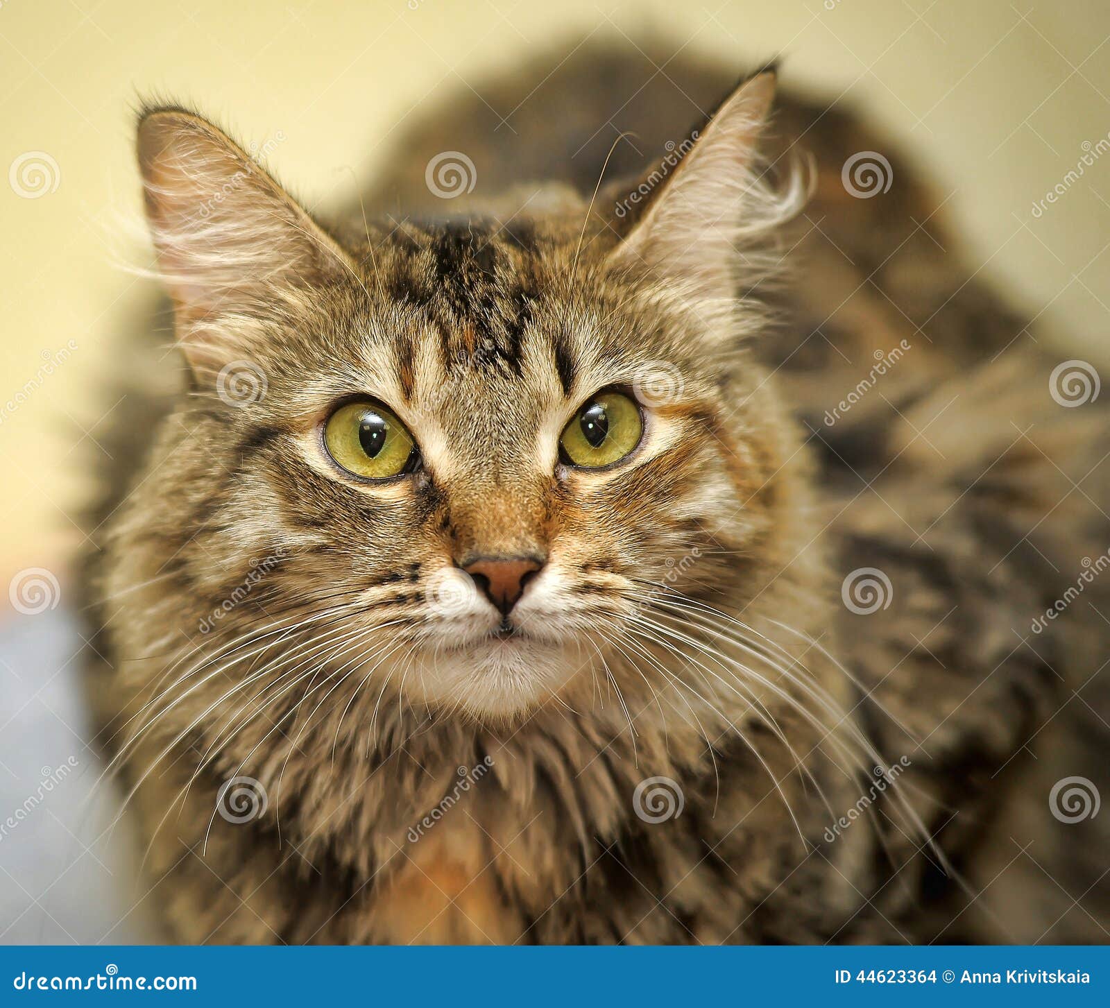 Beautiful fluffy brown cat stock photo. Image of gray - 44623364