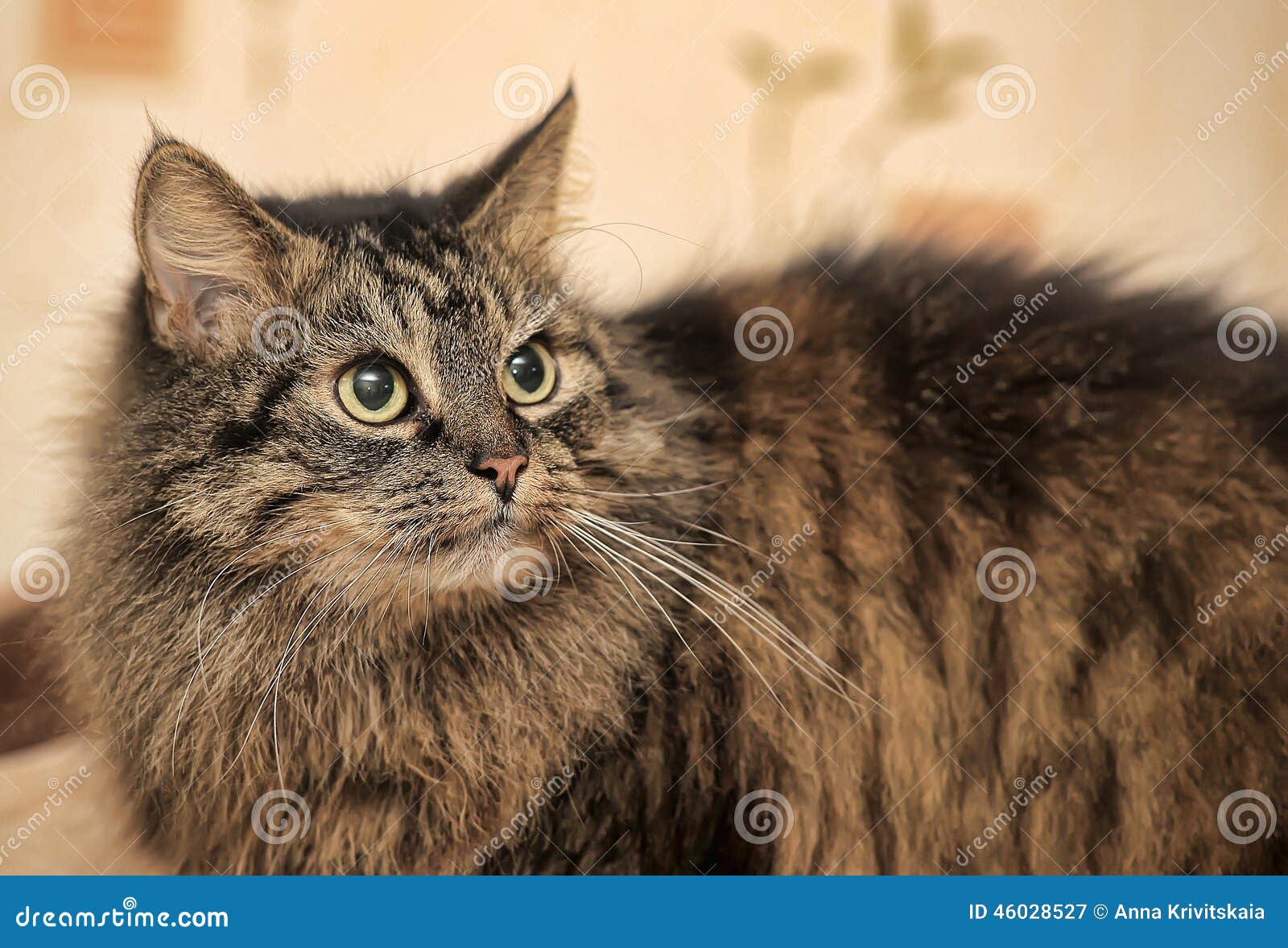Beautiful fluffy brown cat stock image. Image of brown - 46028527