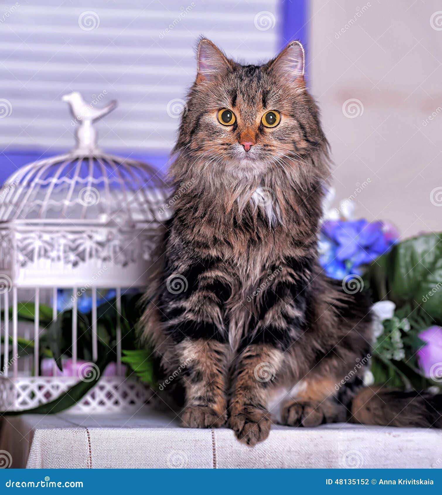Beautiful fluffy brown cat stock photo. Image of looks - 48135152