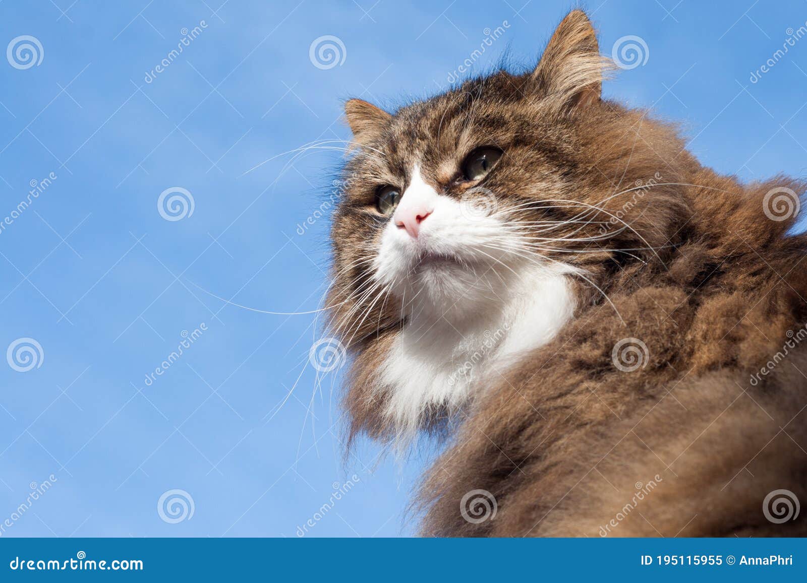 Beautiful Fluffy Cat from Below and Blue Sky Background Stock Image ...