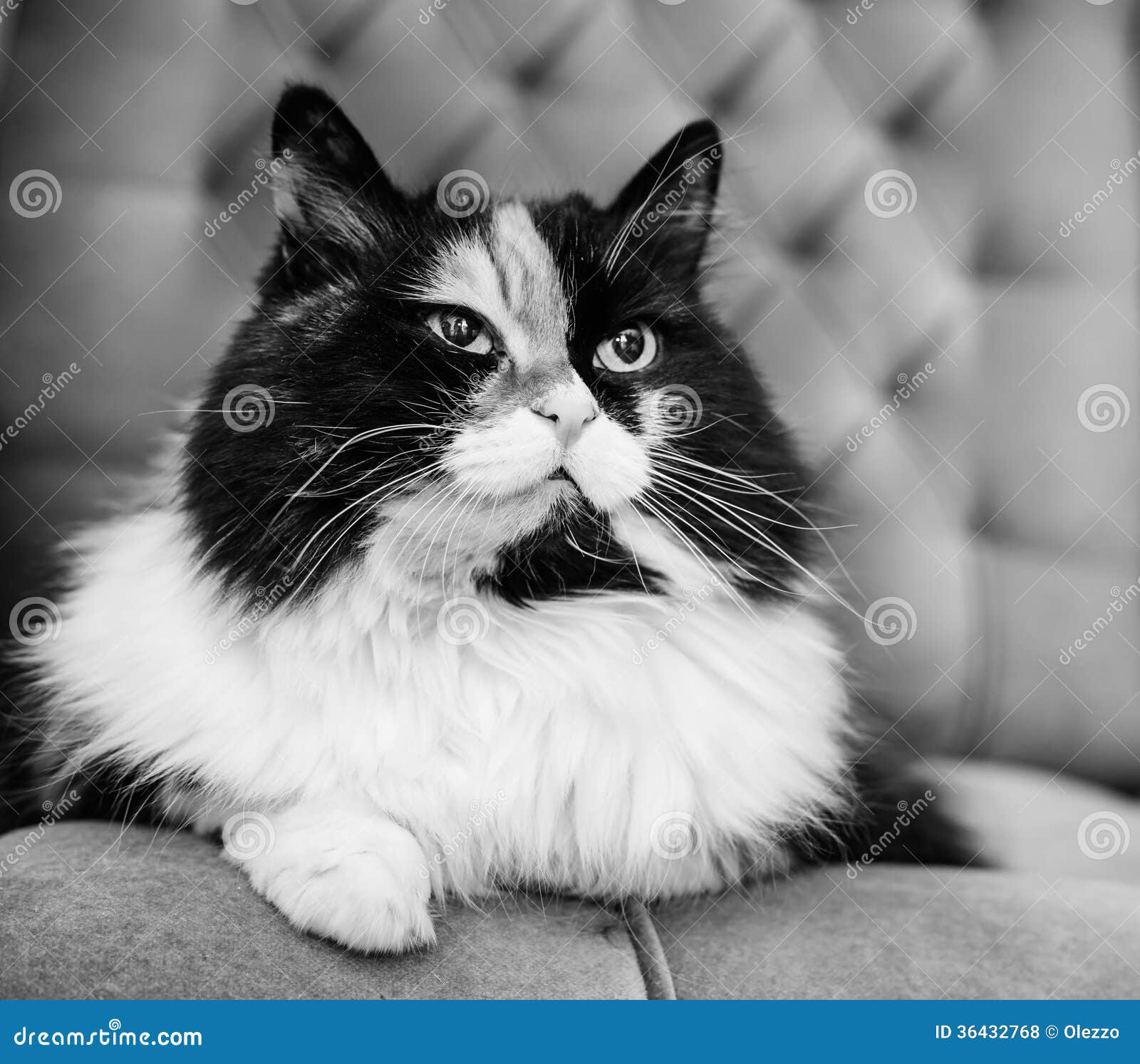 Beautiful Fluffy Cat, Black and White Stock Photo - Image of ...