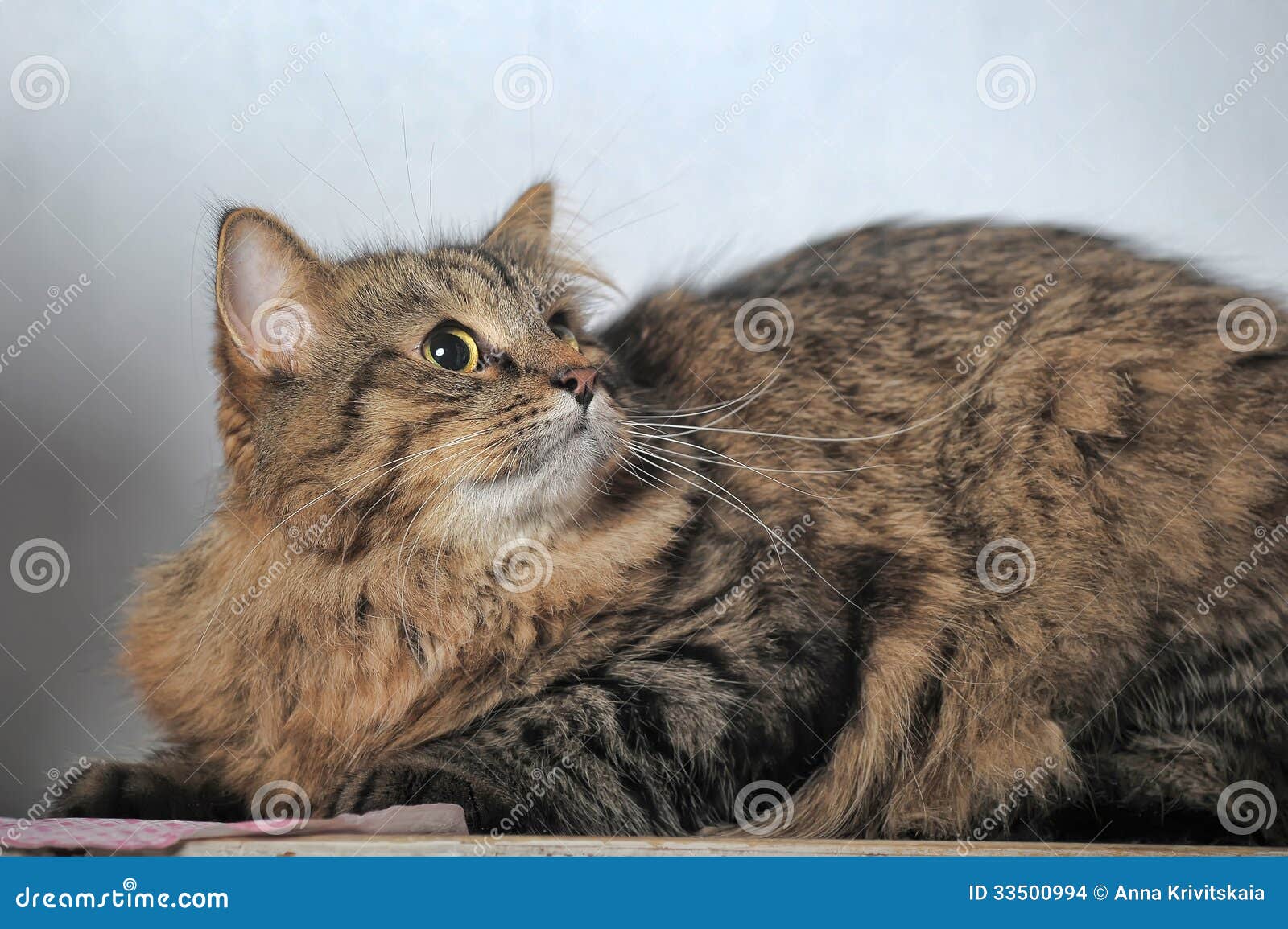Beautiful fluffy cat stock photo. Image of indoors, eyes - 33500994
