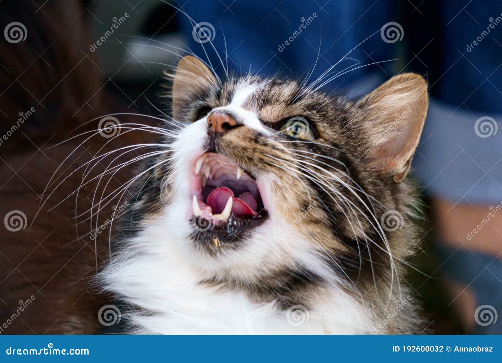 A Beautiful Fluffy Cat with Sharp Fangs. Stock Photo - Image of feline ...