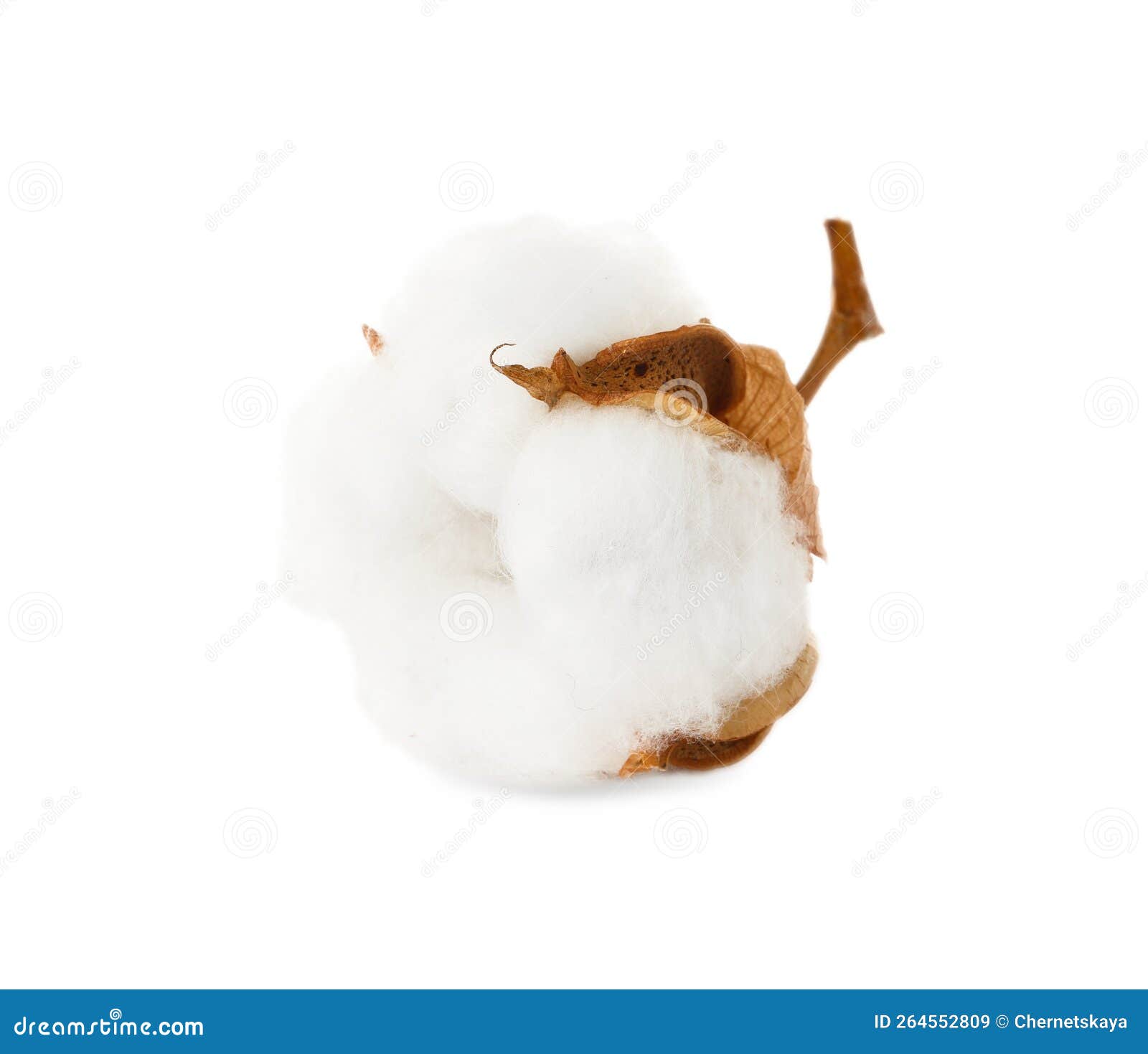 Beautiful Fluffy Cotton Flower Isolated on White Stock Image - Image of ...