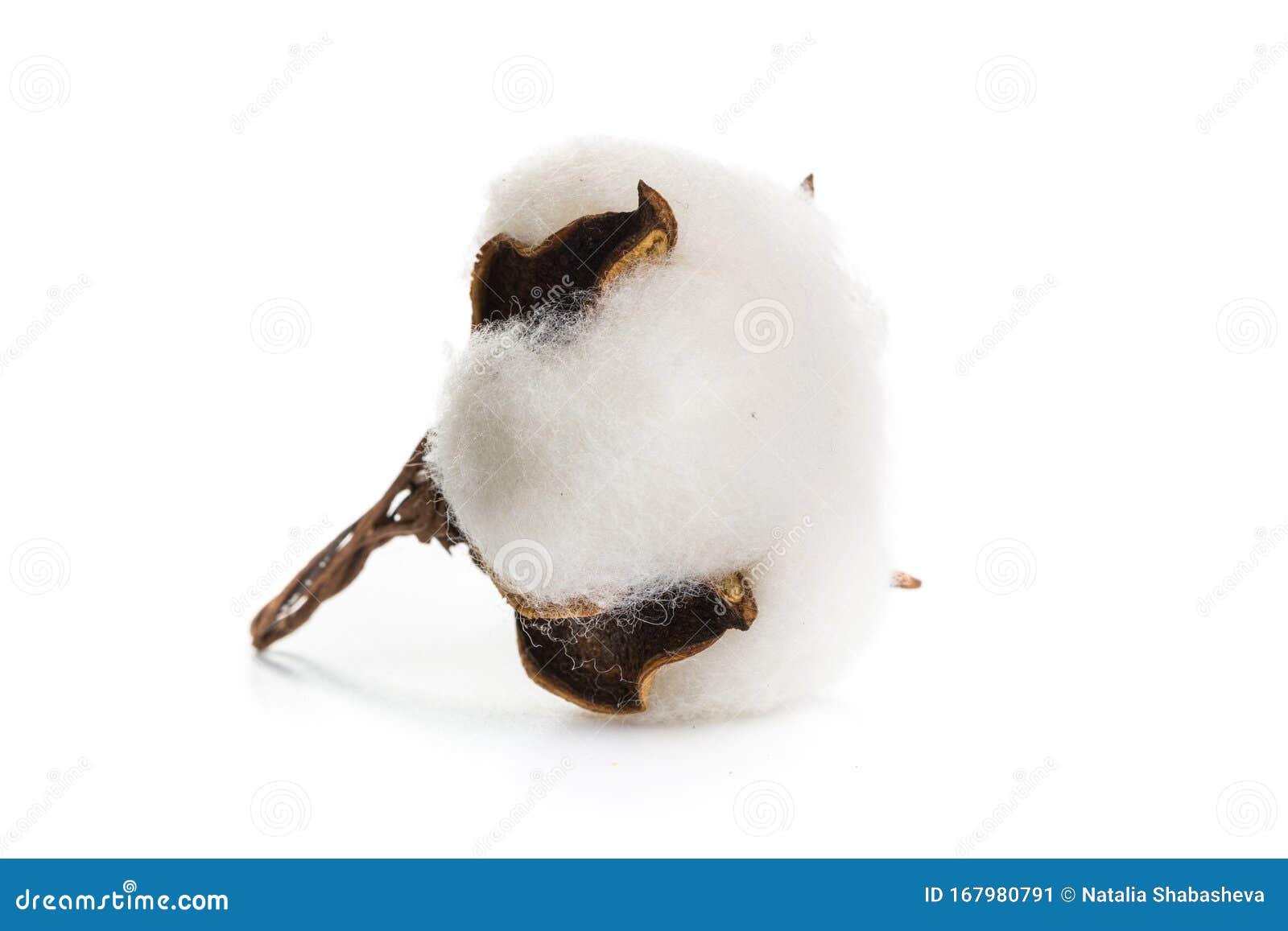 Fluffy Cotton Ball of Cotton Flower on a White Background Stock Image ...