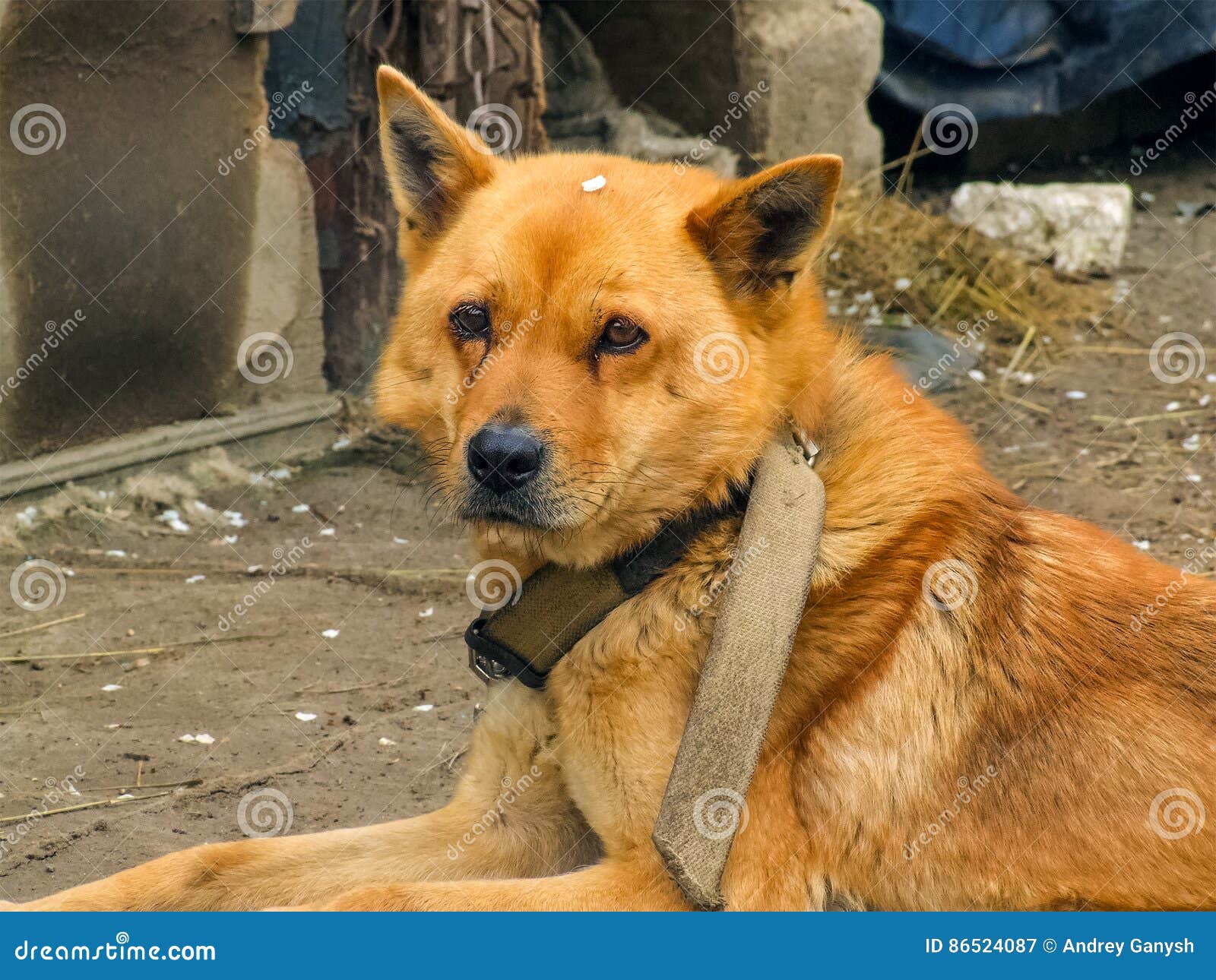 Beautiful Fluffy Dog with a Collar Posing Stock Image - Image of camera ...