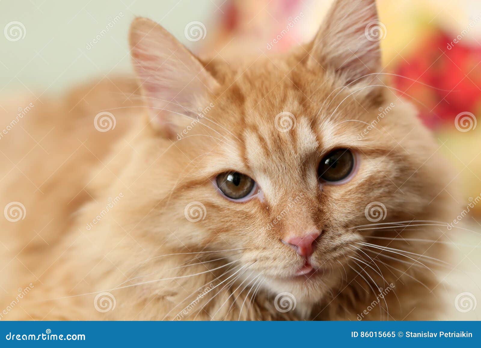 Beautiful Fluffy Ginger Cat Stock Image - Image of orange, maine: 86015665