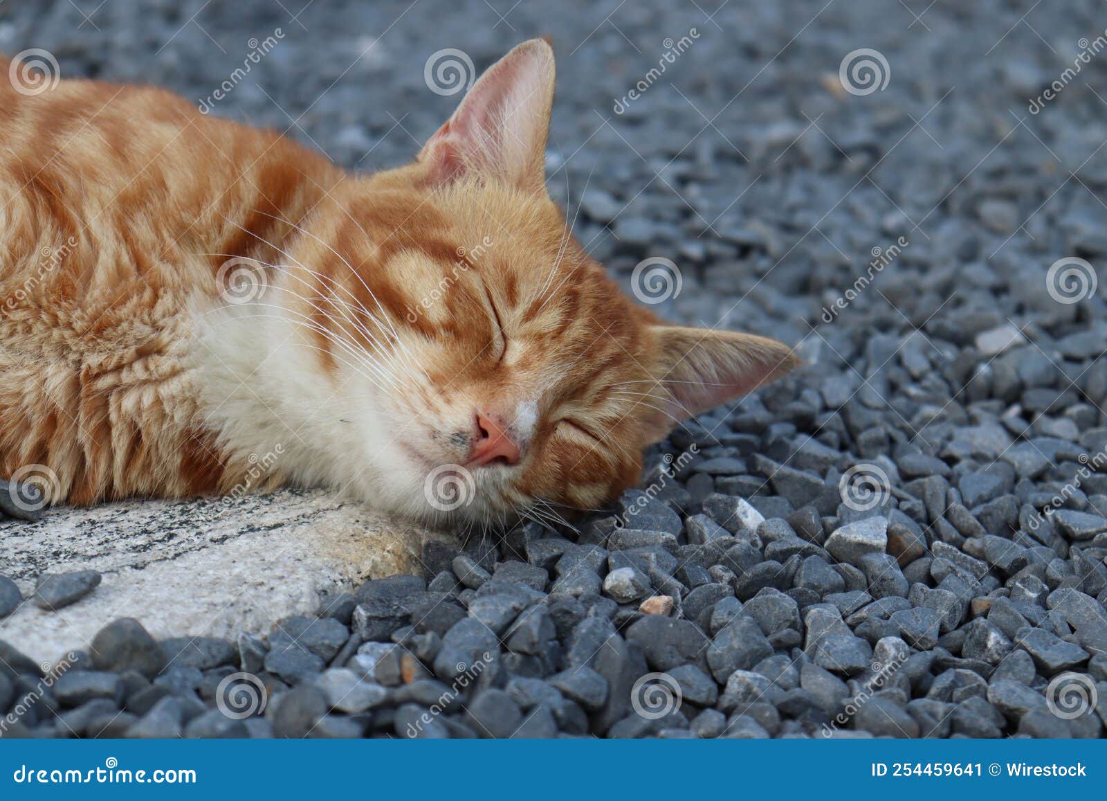 Beautiful Fluffy Ginger Cat Lying on the Ground Stock Image - Image of ...