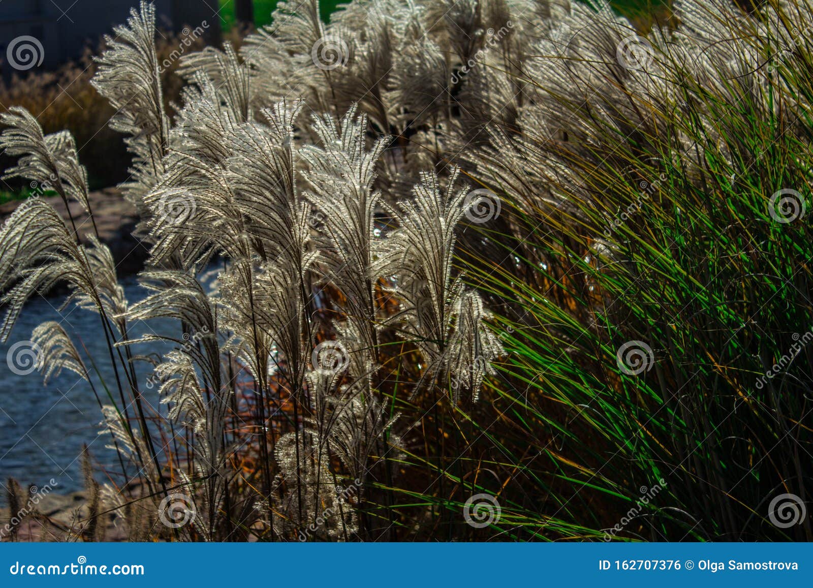 Beautiful Fluffy Grass Grass On The River. Background. Stock Photo ...