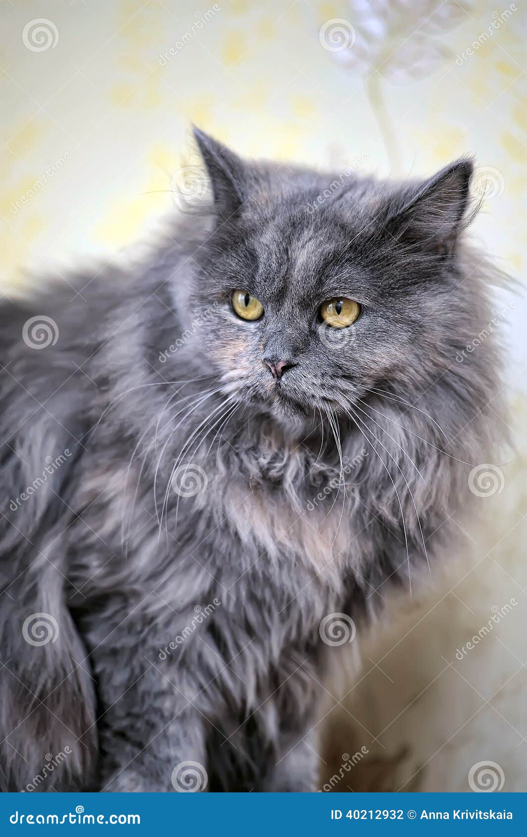 Beautiful fluffy gray cat stock photo. Image of lovable - 40212932