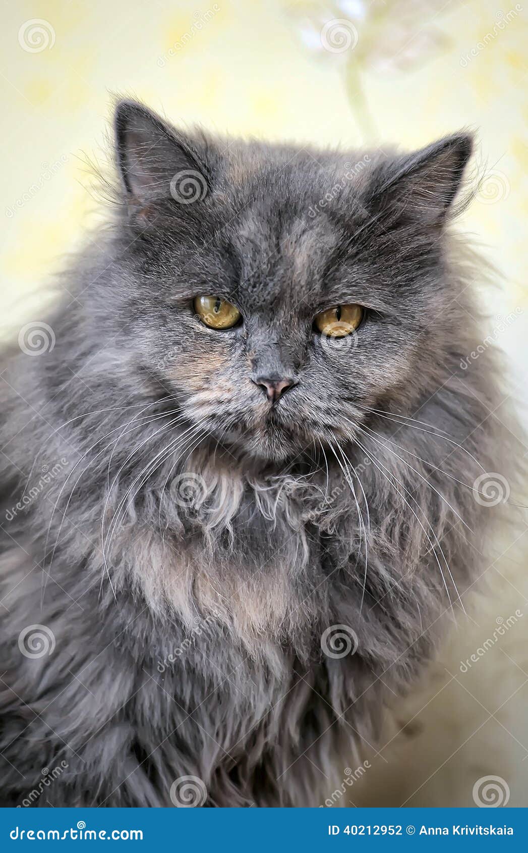 Beautiful fluffy gray cat stock photo. Image of looking - 40212952