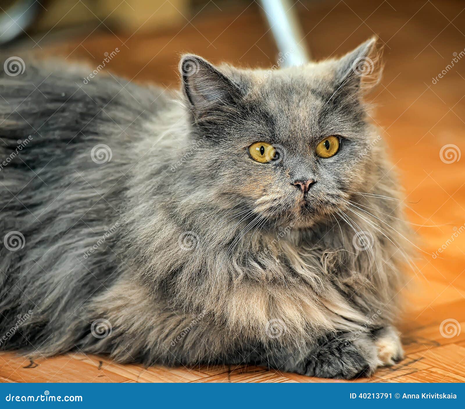 Beautiful fluffy gray cat stock image. Image of color - 40213791