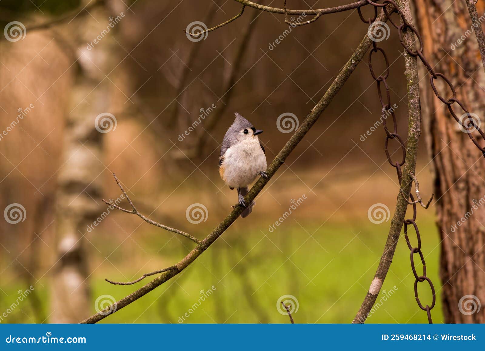 Beautiful Fluffy Gray Jay Bird Peched on a Bare Tree Branch Stock Photo ...