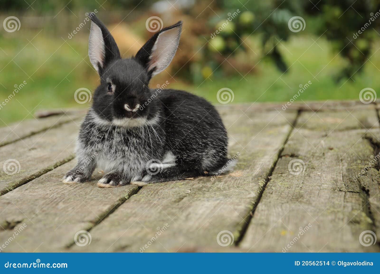 Beautiful Fluffy Little Bunny Stock Photo - Image of alone, ears: 20562514