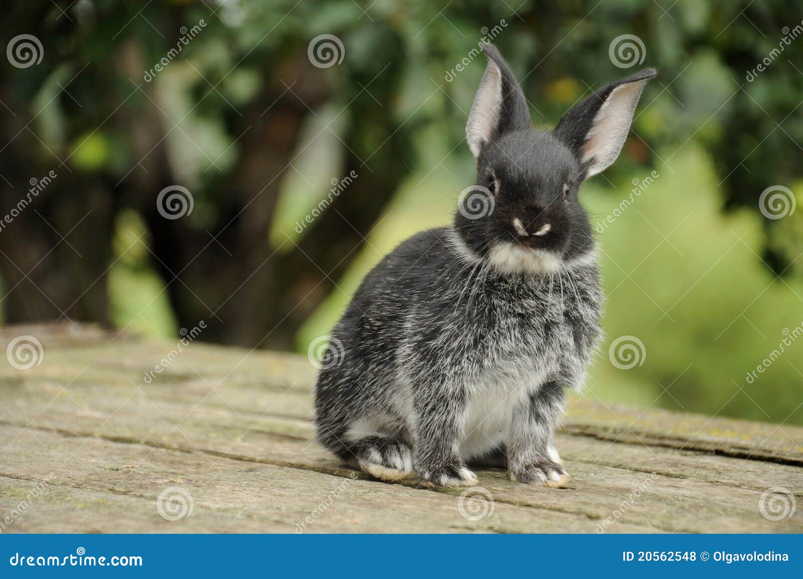 Beautiful Fluffy Little Bunny Stock Photo - Image of skin, krolchenok ...