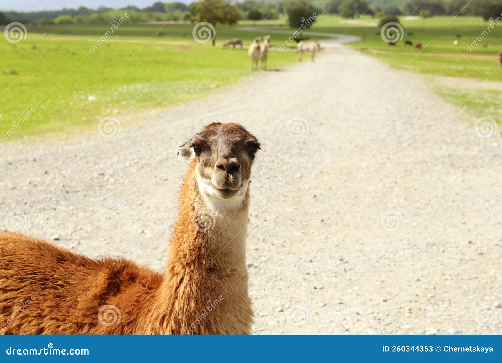Beautiful Fluffy Llama on Road in Safari Park Stock Image - Image of ...