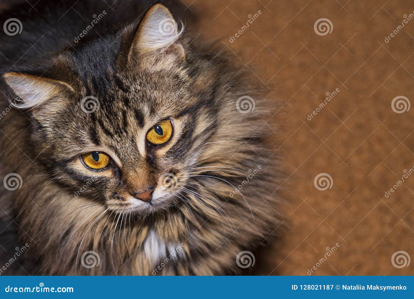 Beautiful Fluffy Multi-colored Cat Looks at Me. Fluffy Cat. Stock Image ...