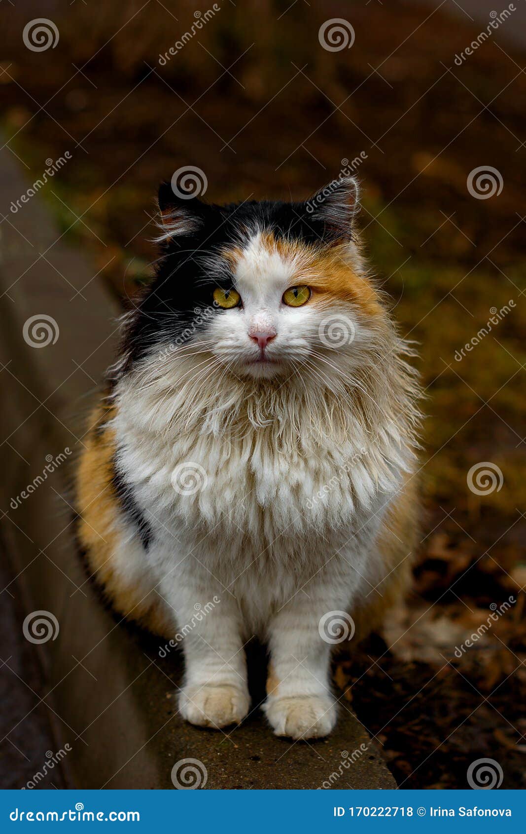 Beautiful Fluffy Multi-colored Red Cat with Black and White Sits on a ...