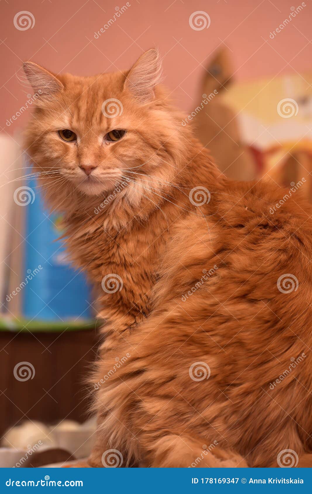Beautiful fluffy red cat stock image. Image of adorable - 178169347