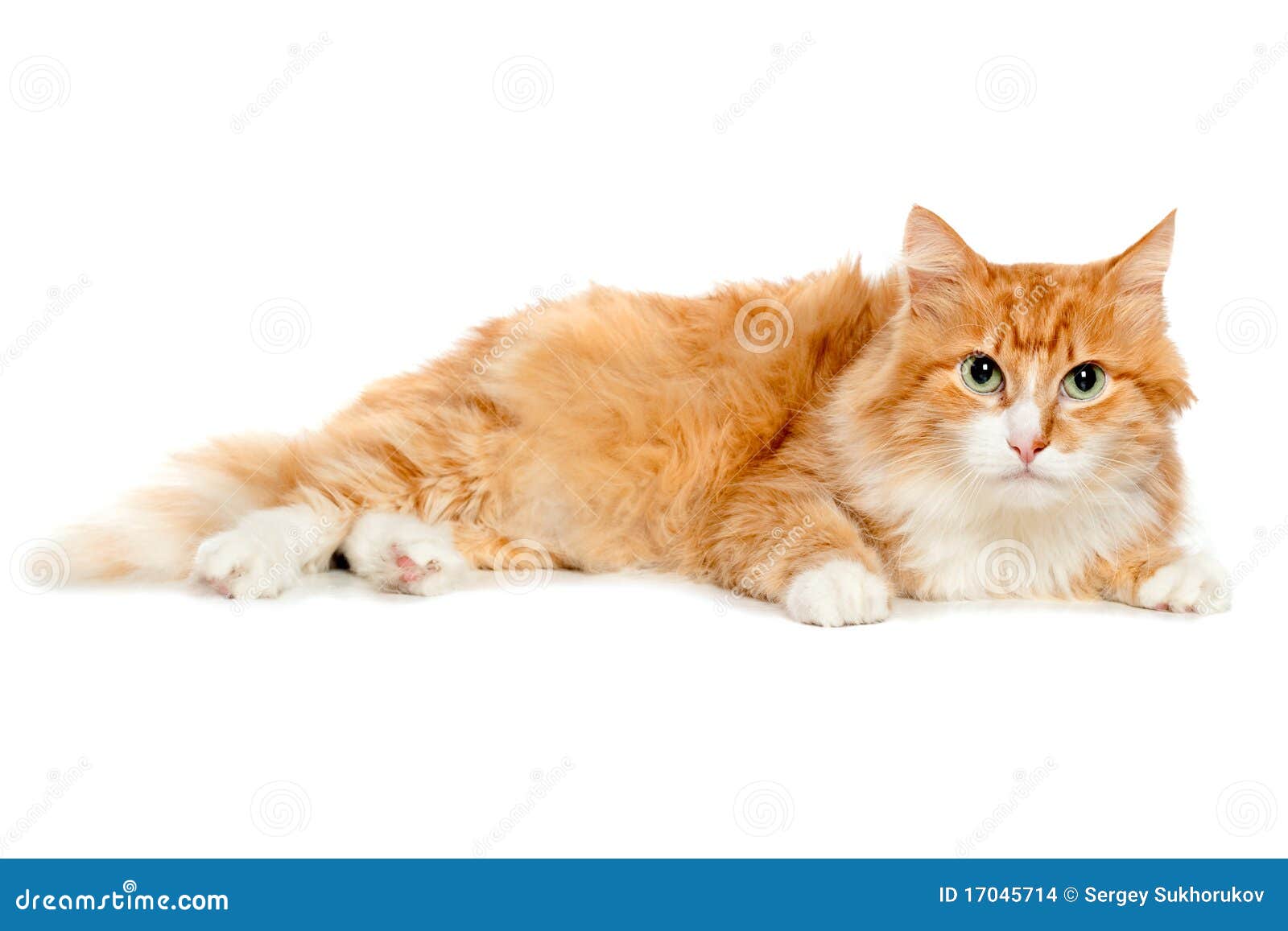 Beautiful Fluffy Red Cat. Isolated Stock Photo - Image of attractive ...